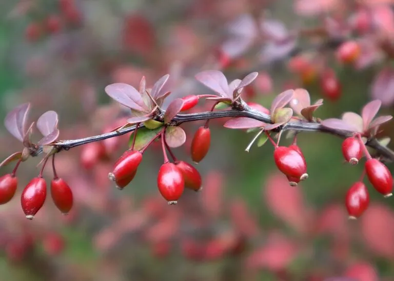 How and When to Prune Berberis: The Complete Beginner's Guide - Garden ...