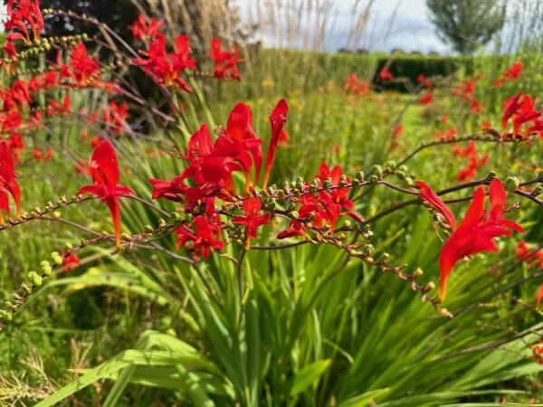 35 Red Flowering Plants for UK Gardens: Transform Your Borders with ...