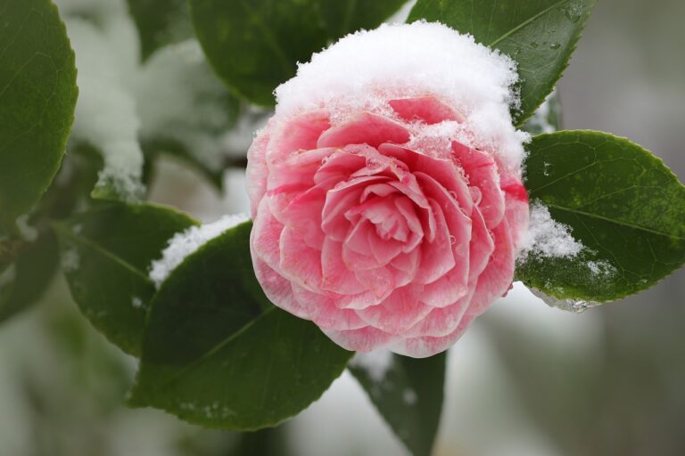 Plant Hardiness Ratings Explained: how cold can your plants get ...