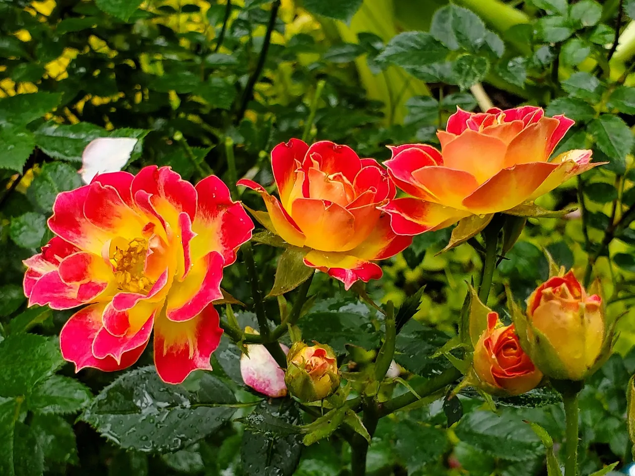 Types of Roses Explained: The beginner guide to choosing garden roses ...