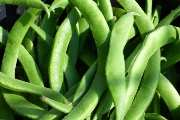 What to Sow & Grow in June: Your Complete UK Gardening Guide - Garden ...