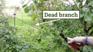 How to Prune Cherry Trees: beginner guide - Garden Ninja: Lee Burkhill Garden Design