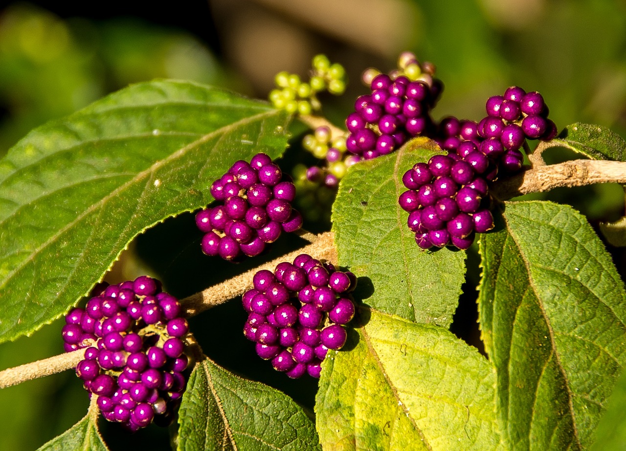 20 Awesome Shrubs for Autumn/Fall Colour in the Garden - Garden Ninja ...
