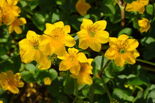 Bog Garden Beauty: 15 Plants that Thrive in Wet Soil - Garden Ninja ...