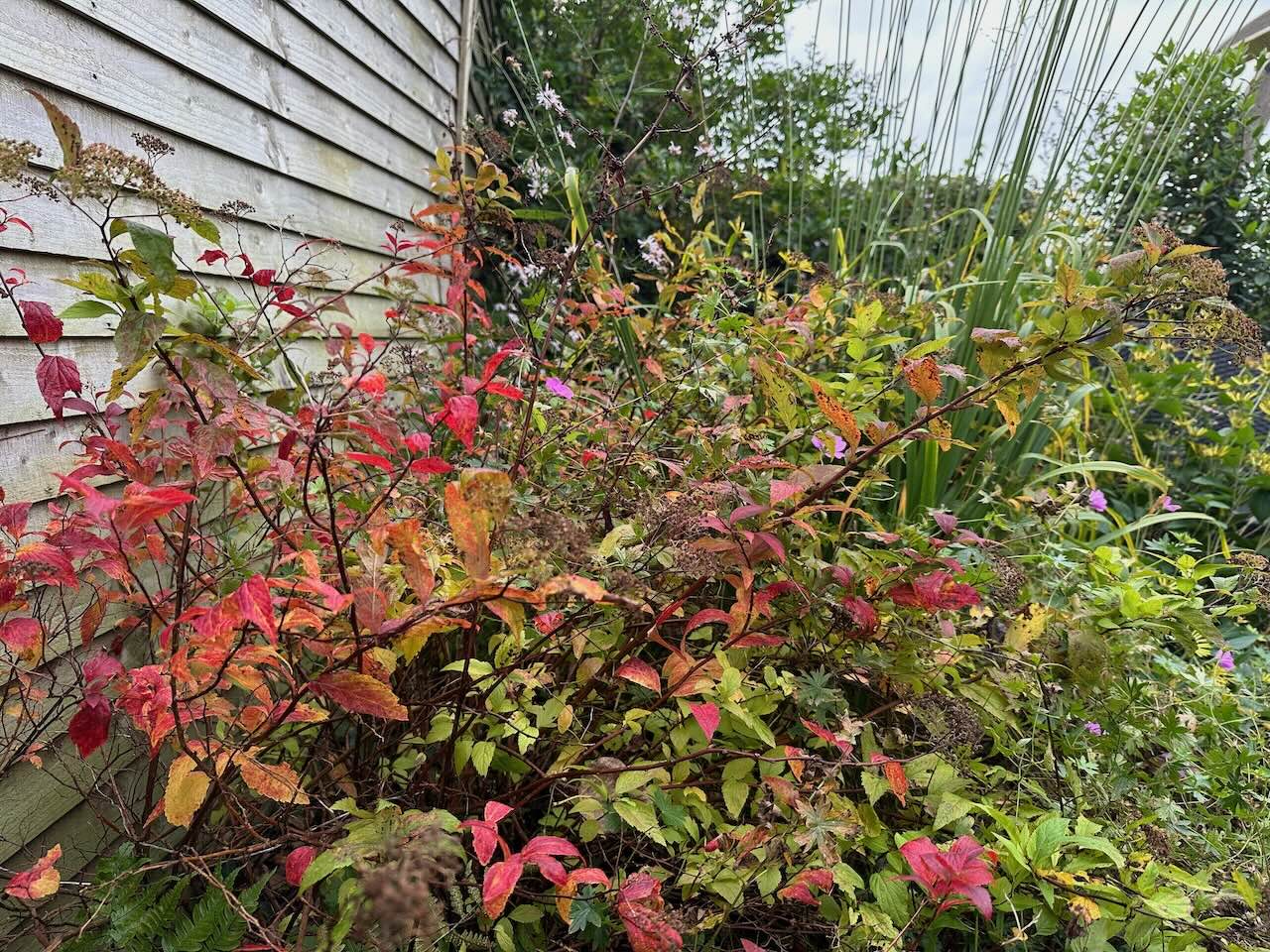 20 Awesome Shrubs for Autumn/Fall Colour in the Garden - Garden Ninja ...