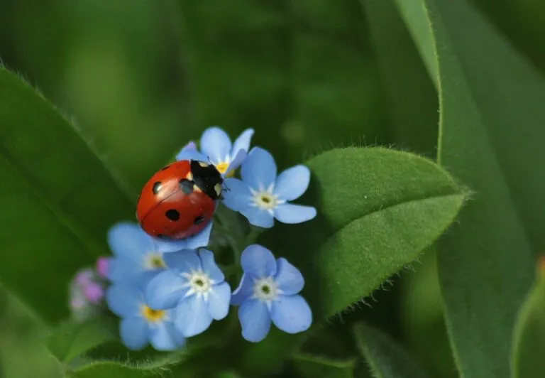 Bog Garden Beauty: 15 Plants that Thrive in Wet Soil - Garden Ninja ...
