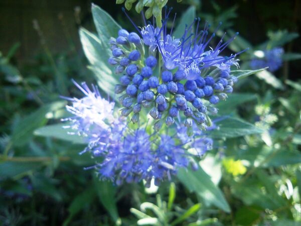 True Blue Flowers: 35 Genuine Blue Blooms (Not Purple-Blue) - Garden ...