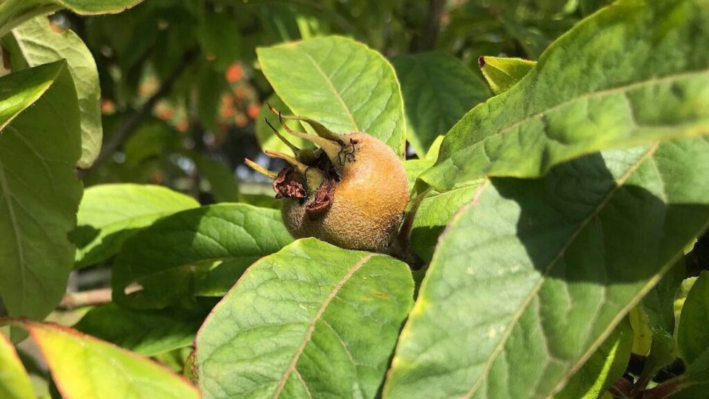 The Mighty Medlar: how to blet & make Medlar Jelly - Garden Ninja: Lee ...