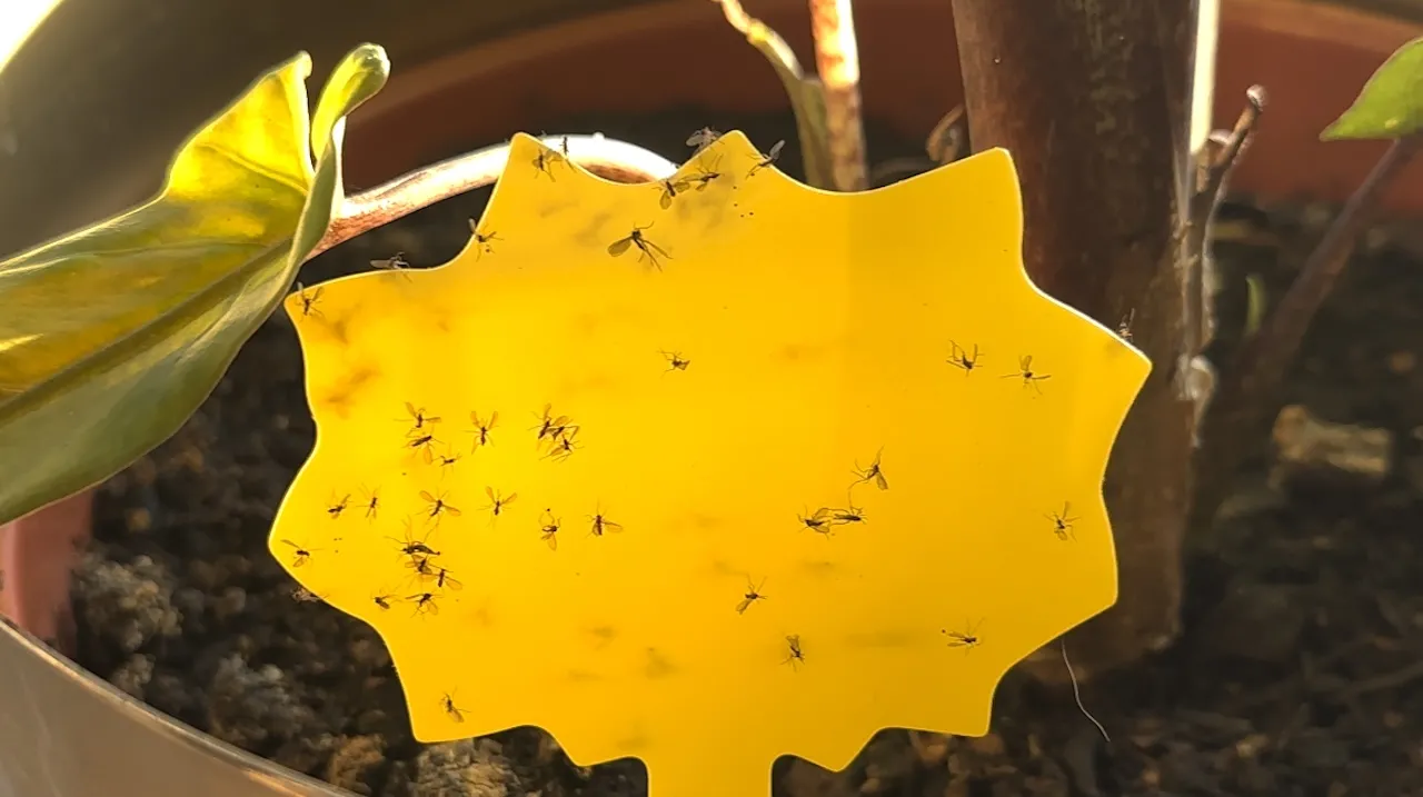 How to get rid of fungus gnats & sciarid flies from house plants ...
