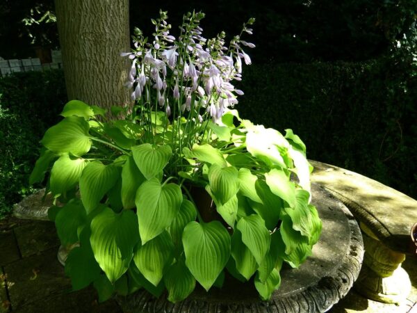 How to grow & care for Hostas : Beginner Gardener Guide