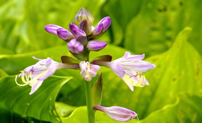 How to grow & care for Hostas : Beginner Gardener Guide