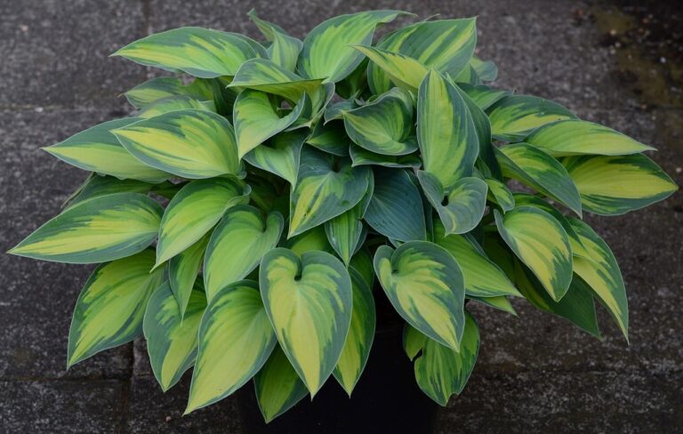 How to grow & care for Hostas : Beginner Gardener Guide
