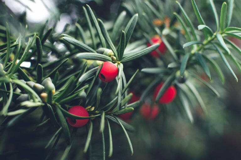 Trees and Their Influence on Witchcraft: Exploring Magic, Folklore ...