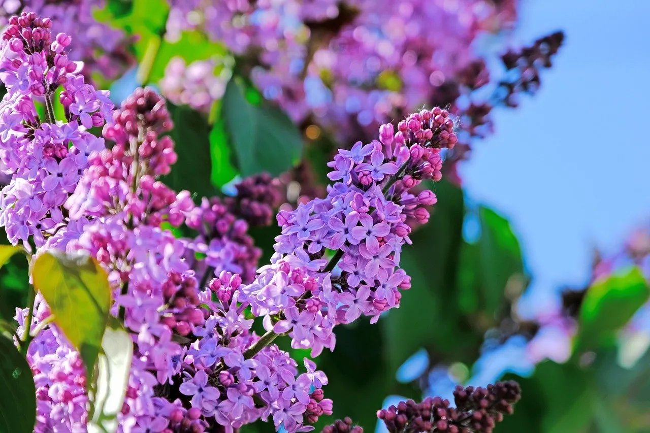 Plants for Chalk Soil: 30 Easy Winners for Alkaline Gardens UK - Garden ...