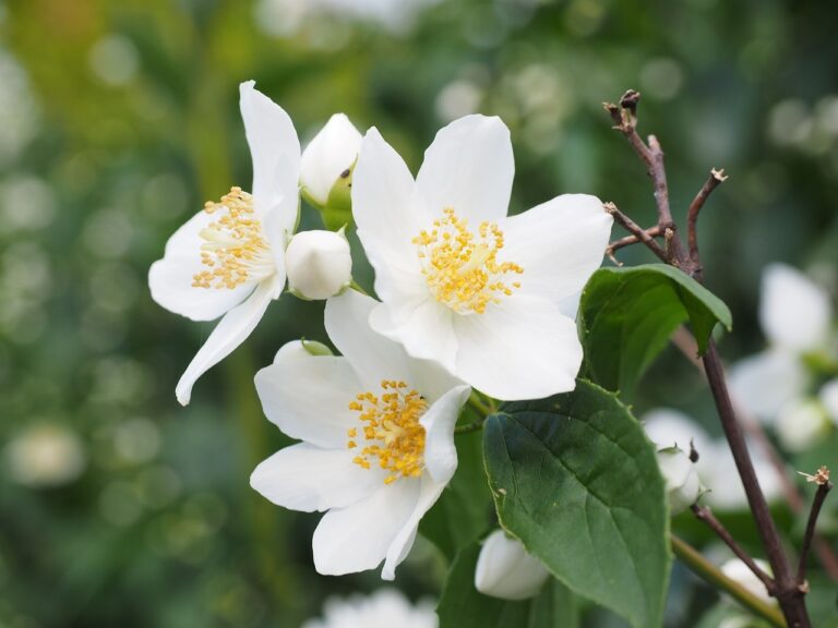 Fragrant Flowers for Evening Gardens: 35 Blooms That Release Scent at ...