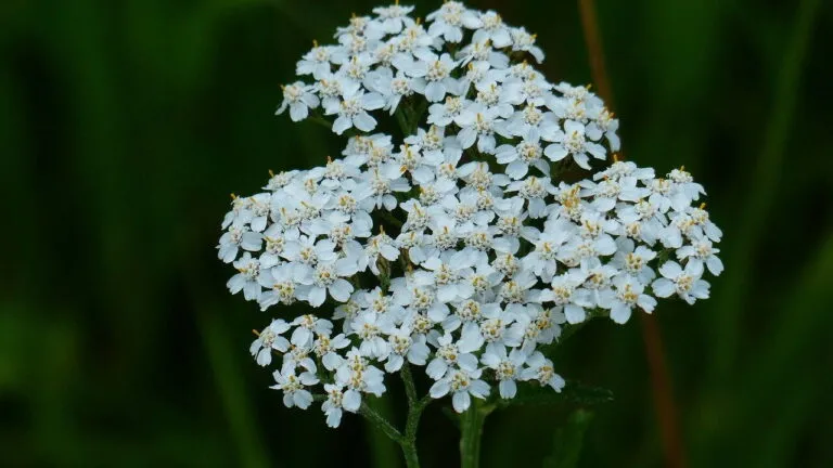 How to Create the Occult Cottage Garden: The Witches' Floromancy Flower ...