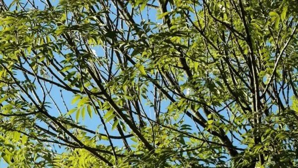 Trees and Their Influence on Witchcraft: Exploring Magic, Folklore ...