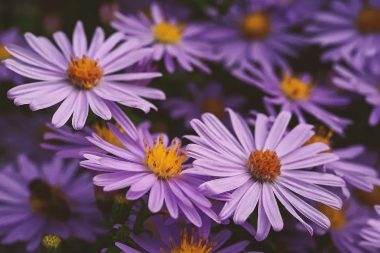 Purple Flowers: 35 Best Varieties for Stunning UK Gardens - Garden ...