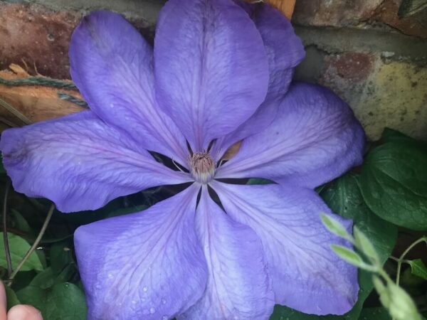 True Blue Flowers: 35 Genuine Blue Blooms (Not Purple-Blue) - Garden ...