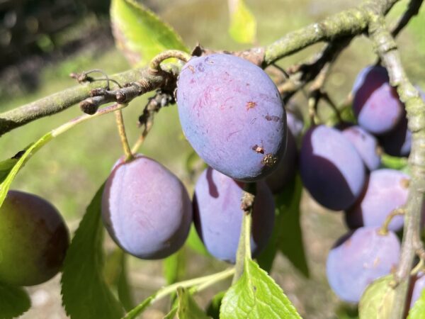 Damson Recipes: How to make Damson Gin, Jams, Crumbles & Cakes - Garden ...