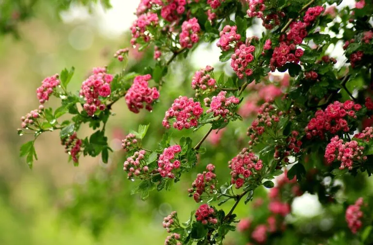 How to Create the Occult Cottage Garden: The Witches' Floromancy Flower ...
