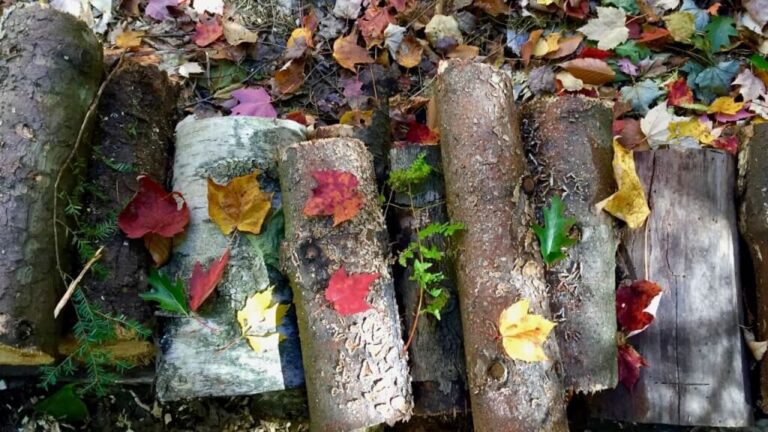 Why Do Trees Lose Their Leaves and Change Colour in Autumn? - Garden ...