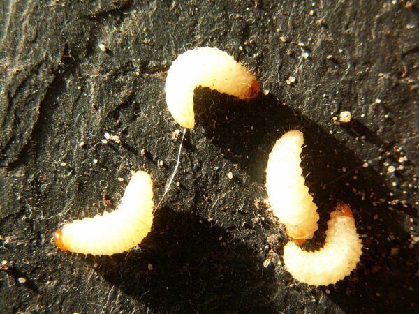 How to Spot and Get Rid of Vine Weevils: The Complete UK Guide - Garden ...