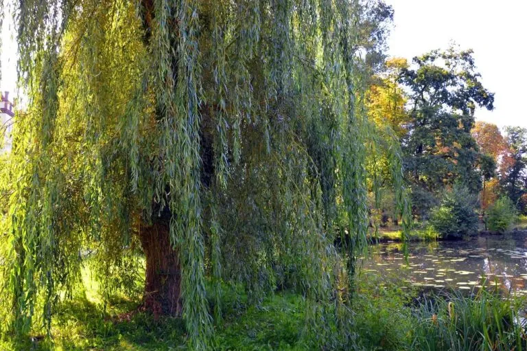 Trees and Their Influence on Witchcraft: Exploring Magic, Folklore ...