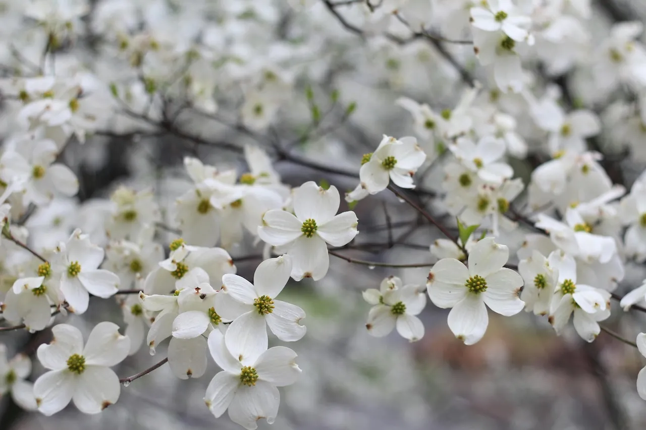 How to prune Cornus & Dogwood Shrubs: foolproof guide for winter colour ...