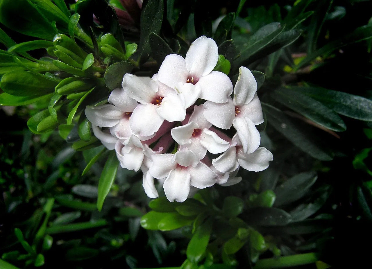 Winter Flowering Plants: 15 Plants for the Cold Season - Garden Ninja ...