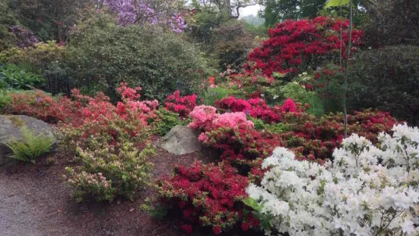 35 Red Flowering Plants for UK Gardens: Transform Your Borders with ...