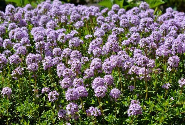How to Create the Occult Cottage Garden: The Witches' Floromancy Flower ...