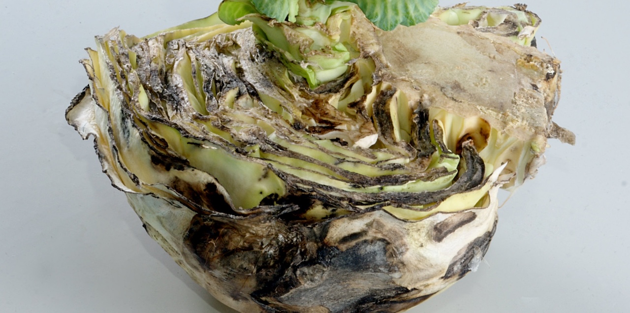 Top 10 Plant Diseases in Gardening: Identification & Fixes - Garden ...