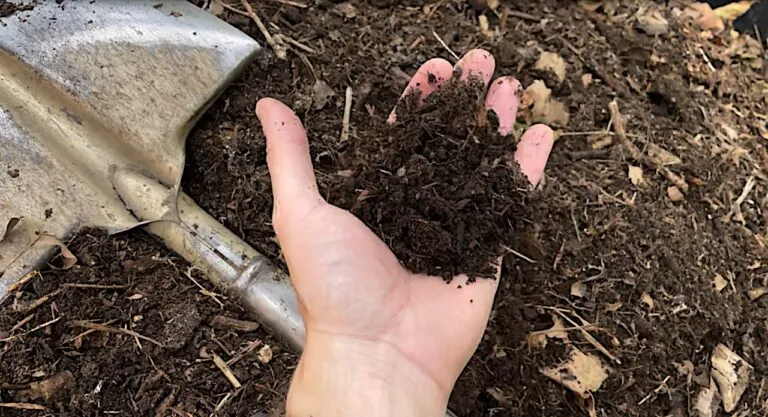 Plants That Love Clay Soil: 30 Easy to Grow Heavy Soil Plants