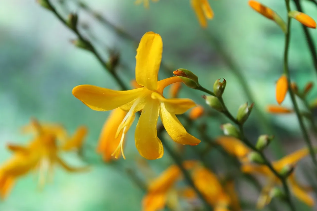 35 Yellow Flowering Plants for UK Gardens: Brighten Your Borders with ...