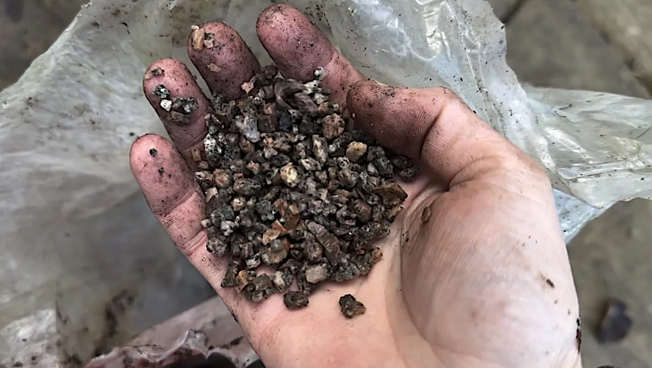 Plants That Love Clay Soil: 30 Easy to Grow Heavy Soil Plants