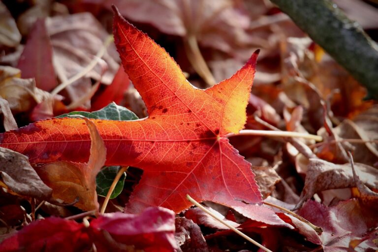 How to make leaf mould: recycling garden leaves - Garden Ninja: Lee ...
