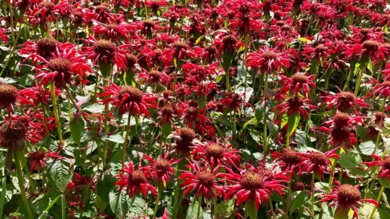 Best Plants for Bees: A Beekeeper's Guide to Year-Round Forage - Garden ...