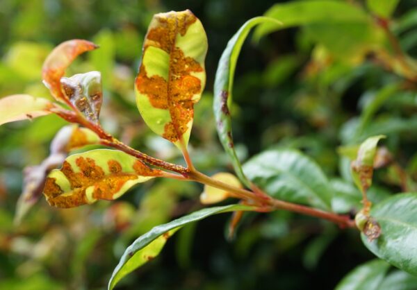Top 10 Plant Diseases in Gardening: Identification & Fixes - Garden ...