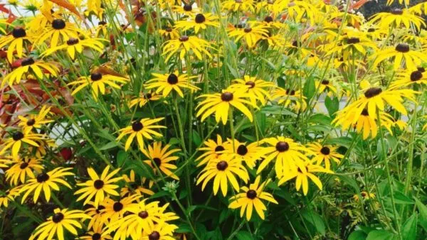 35 Yellow Flowering Plants for UK Gardens: Brighten Your Borders with ...