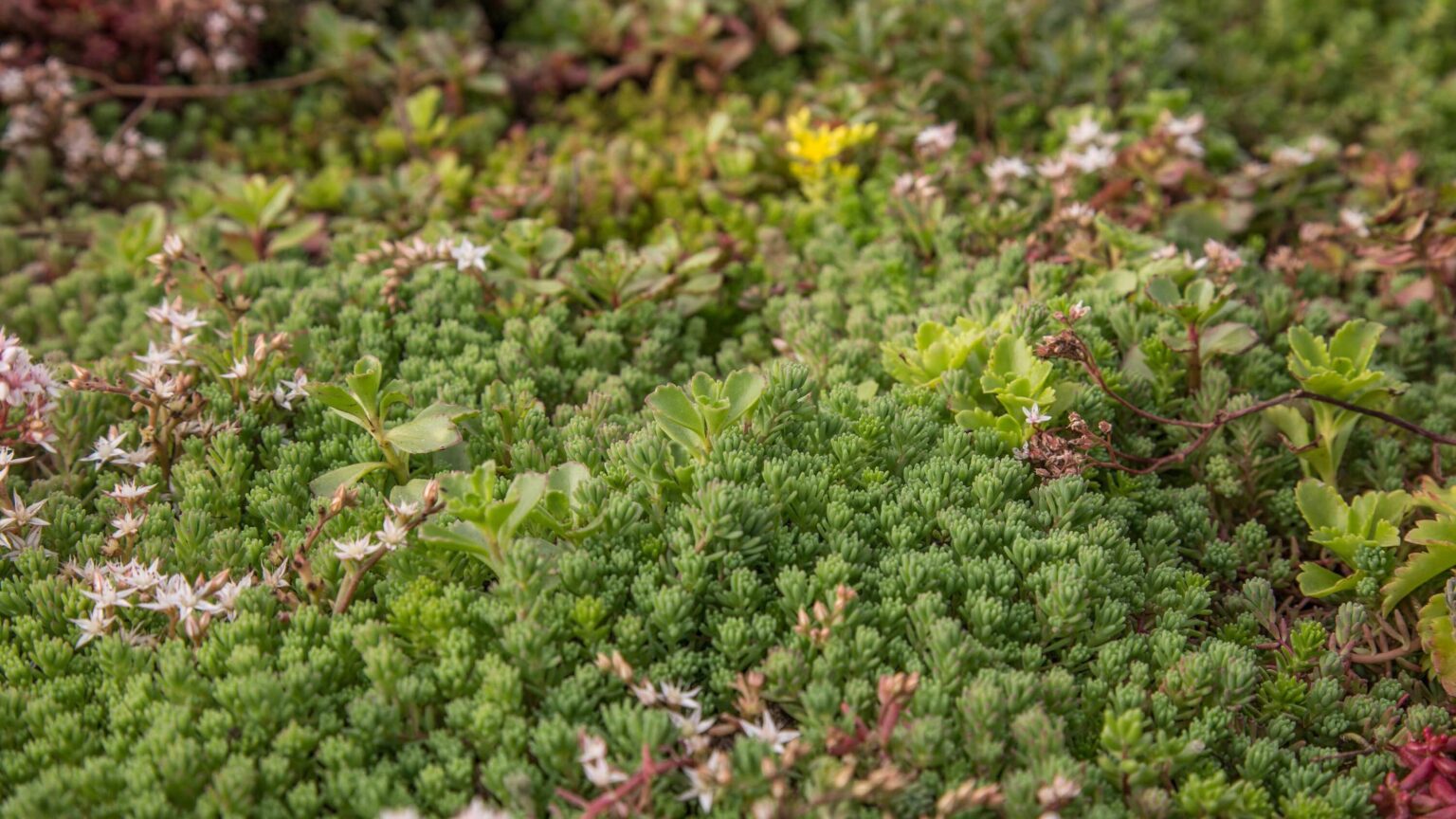 Plants That Love Clay Soil: 16 Easy to Grow Heavy Soil Plants