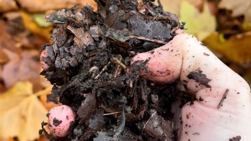 How to make leaf mould: recycling garden leaves - Garden Ninja: Lee ...
