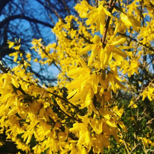 35 Yellow Flowering Plants for UK Gardens: Brighten Your Borders with ...