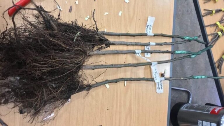 A Beginner’s Guide to Tree Rootstock Sizes: What You Need to Know ...