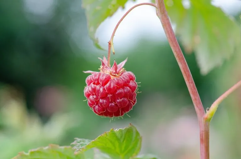 Raspberry Plants: Beginner Growing, Harvest & Pruning Guide - Garden ...