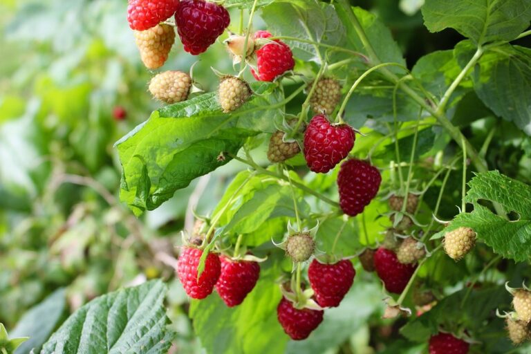 Raspberry Plants: Beginner Growing, Harvest & Pruning Guide - Garden ...