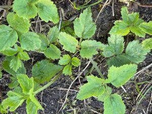 How to get rid of Ground Elder - Garden Ninja: Lee Burkhill Garden Design