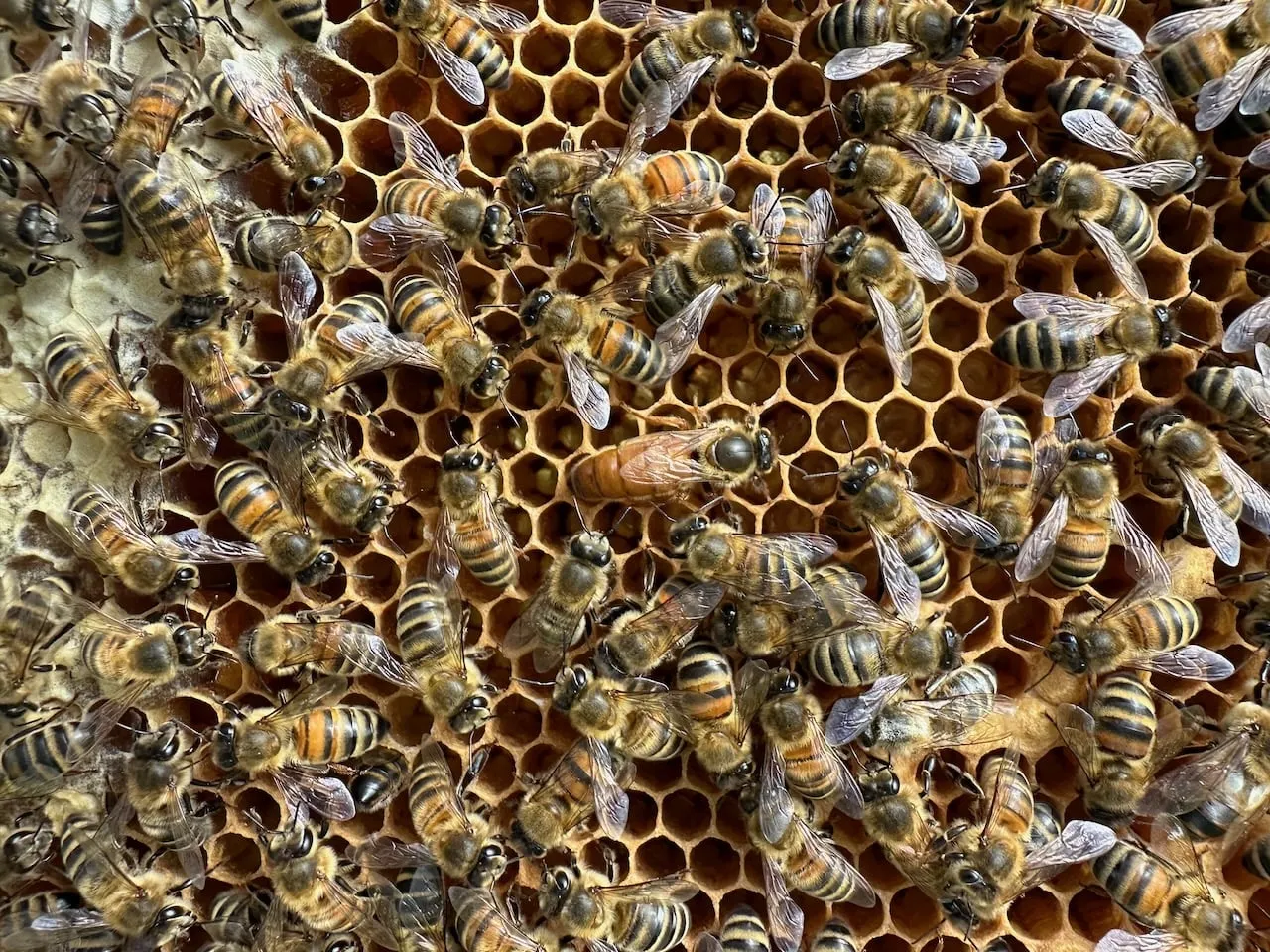 The Beginner's Guide to Keeping Bees: UK Gardener Guide - Garden Ninja ...