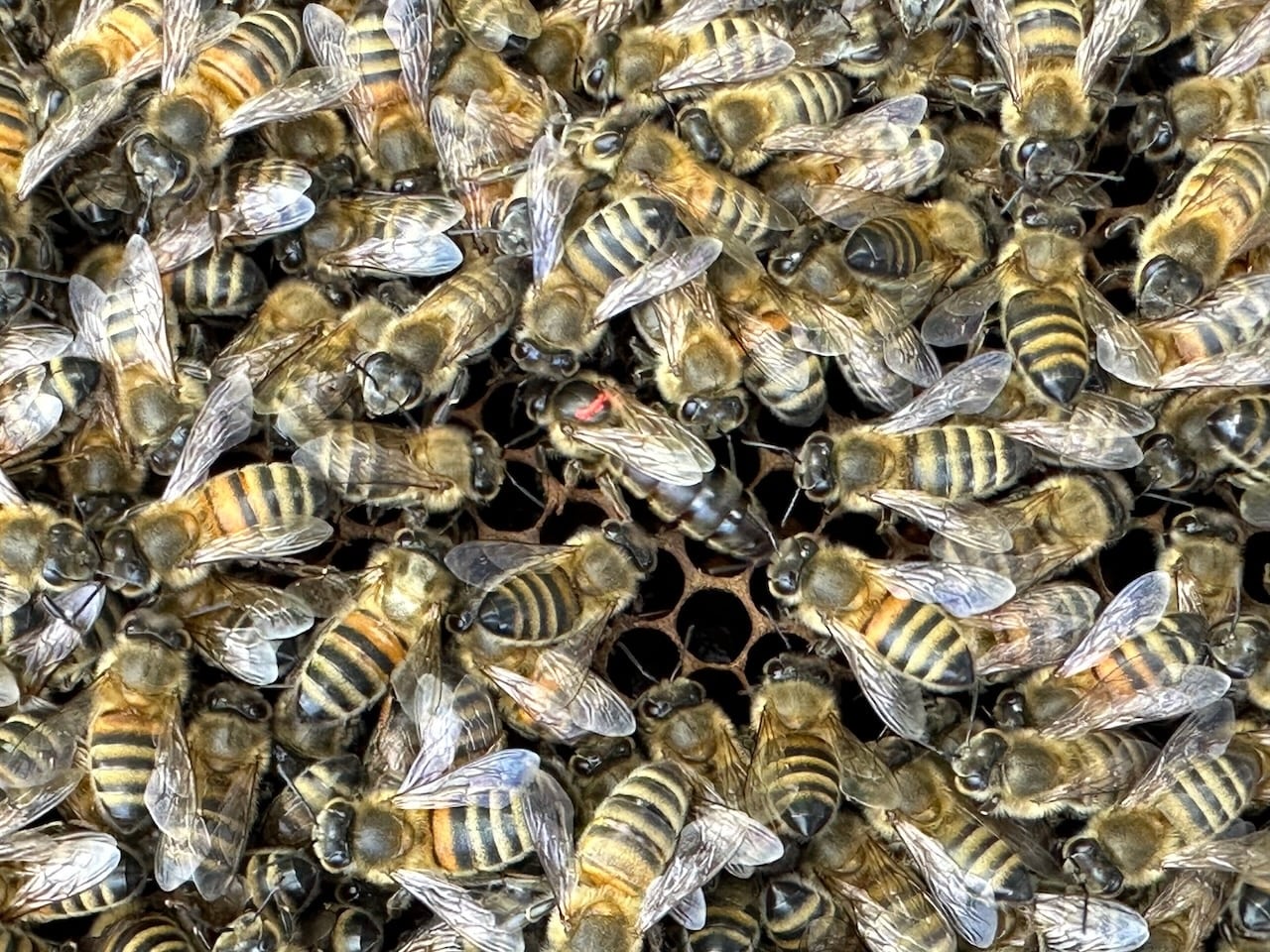 The Beginner's Guide to Keeping Bees: UK Gardener Guide - Garden Ninja: Lee Burkhill Garden Design