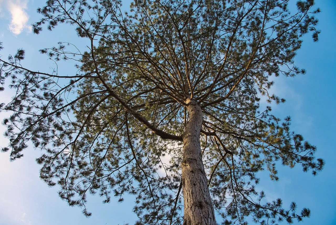 Top 25 Coastal Plants, Shrubs and Trees for Garden Design: Tough and ...